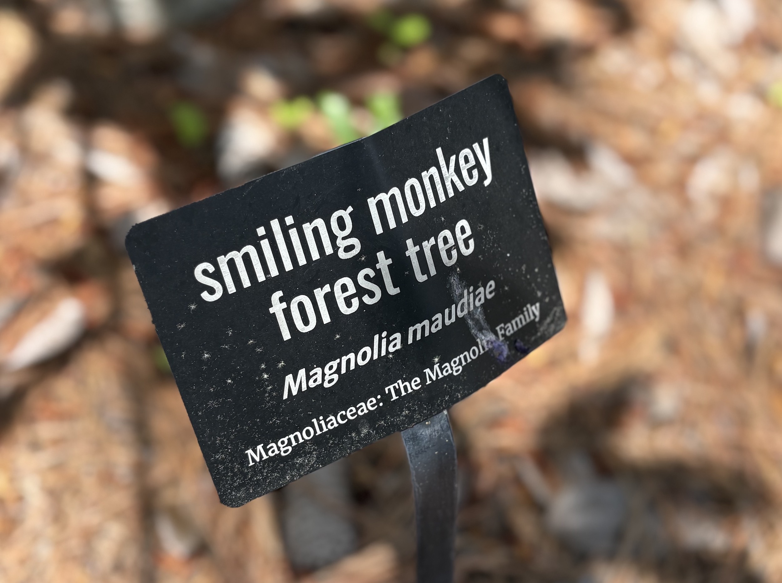 Discover Coastal Georgia Botanical Gardens: A Savannah Gem