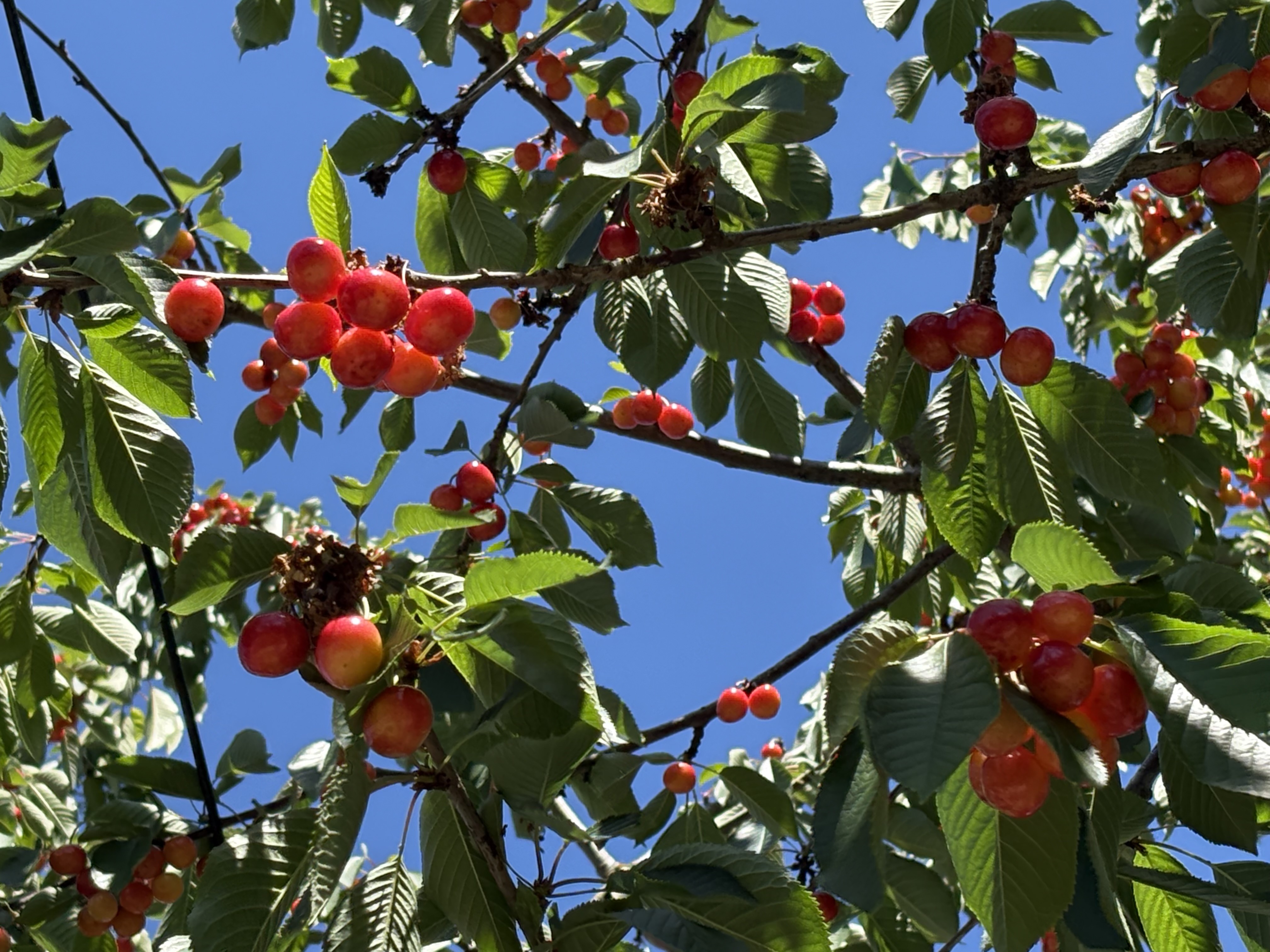 Discover the Cherry Trees of Hillsboro, Oregon: A Seasonal Delight